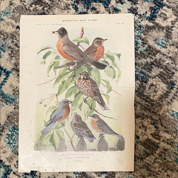Art | 2 For 20 Birds Blue Robin Illustrated Print | Poshmark